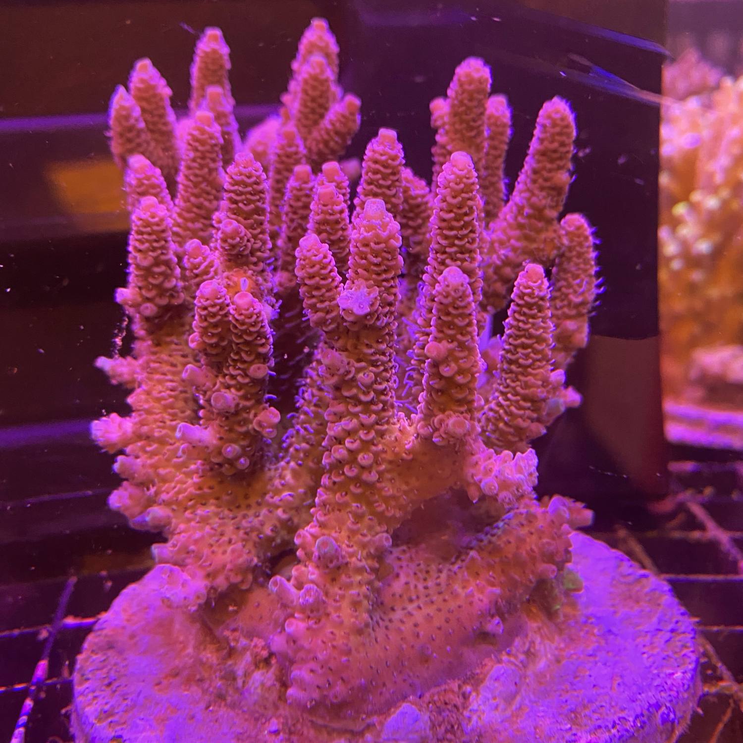 Acropora Millepora Ultra pink - Dutch Reef